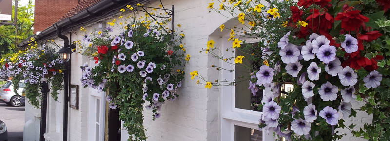 Majorplants Limited - Hanging Baskets supplier for pubs and restaurants ...